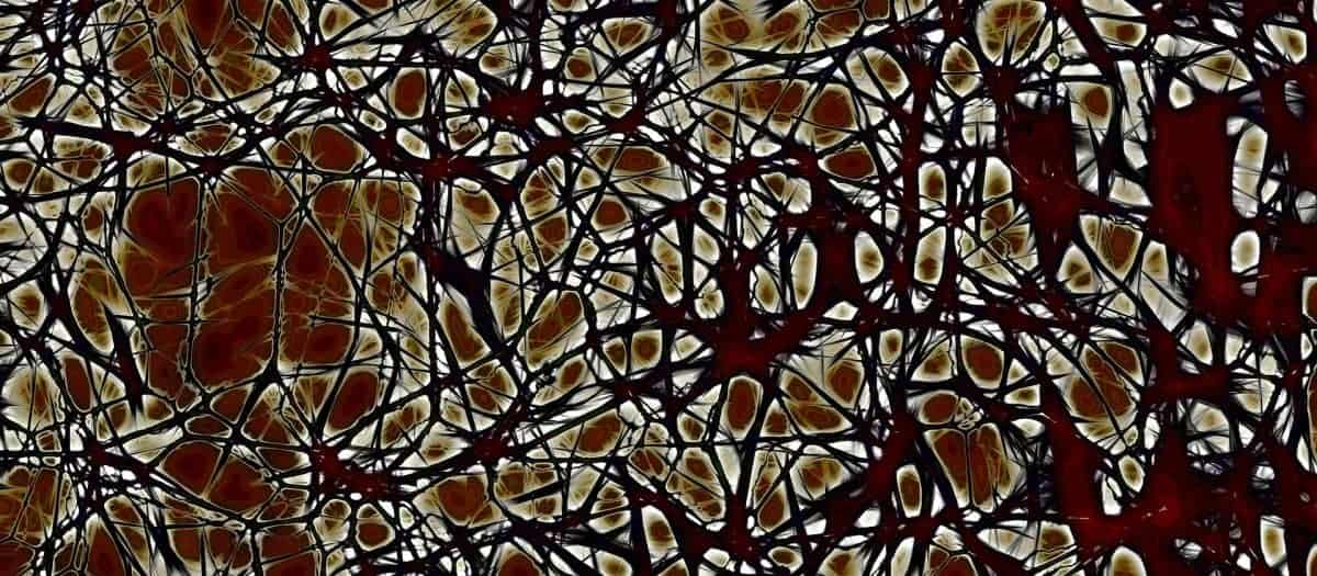 The NOMIS Foundation - Susan Kaech